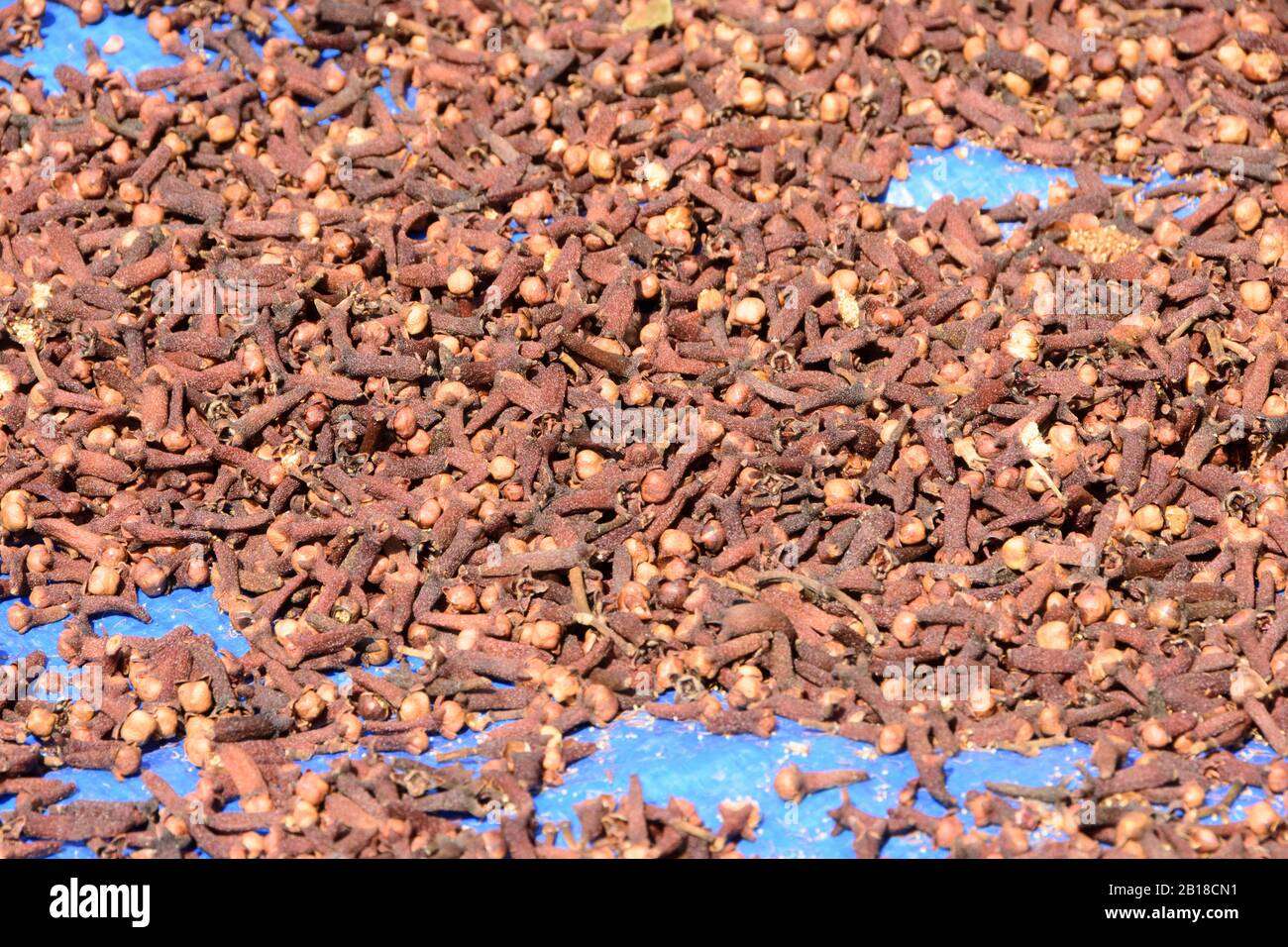Drying cloves on mats in courtyards and along streets, Sulawesi ...