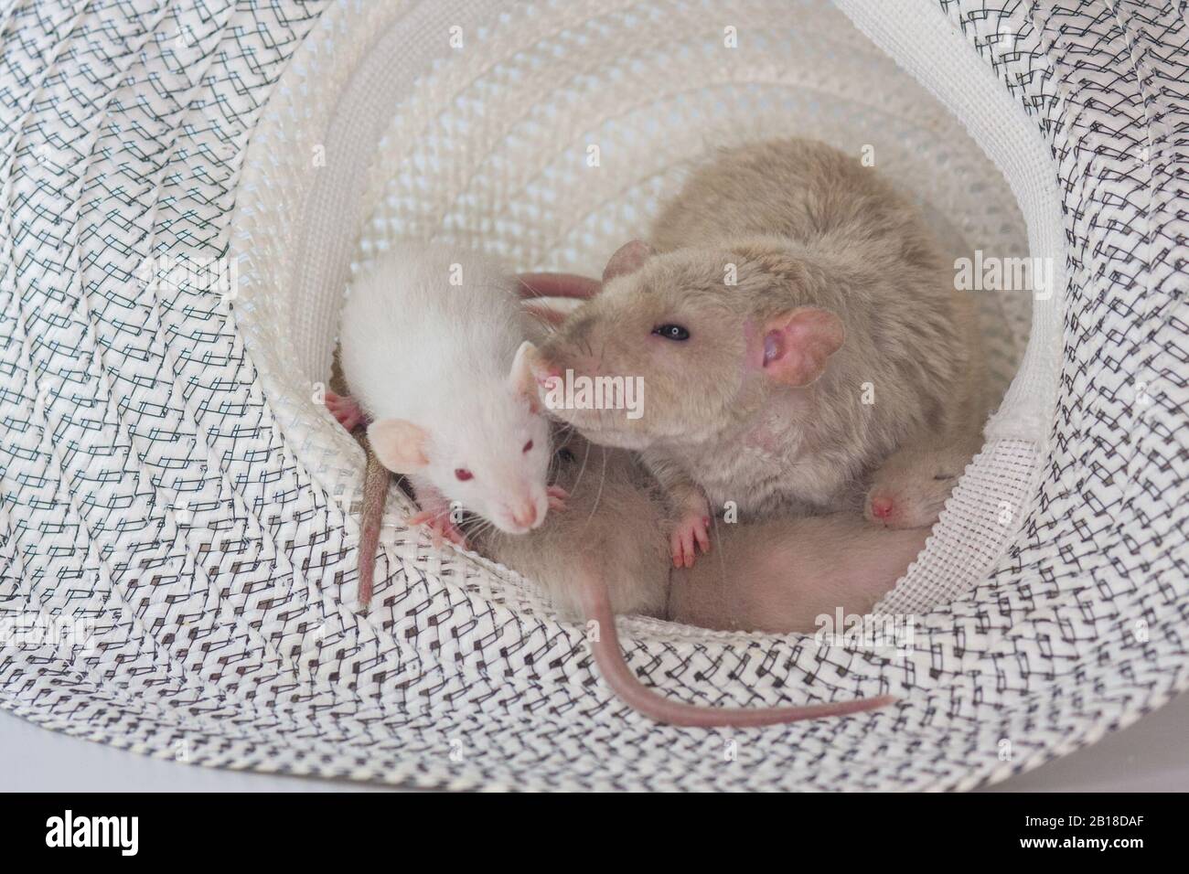 Rats in a straw hat together. nest of cute mice Stock Photo - Alamy