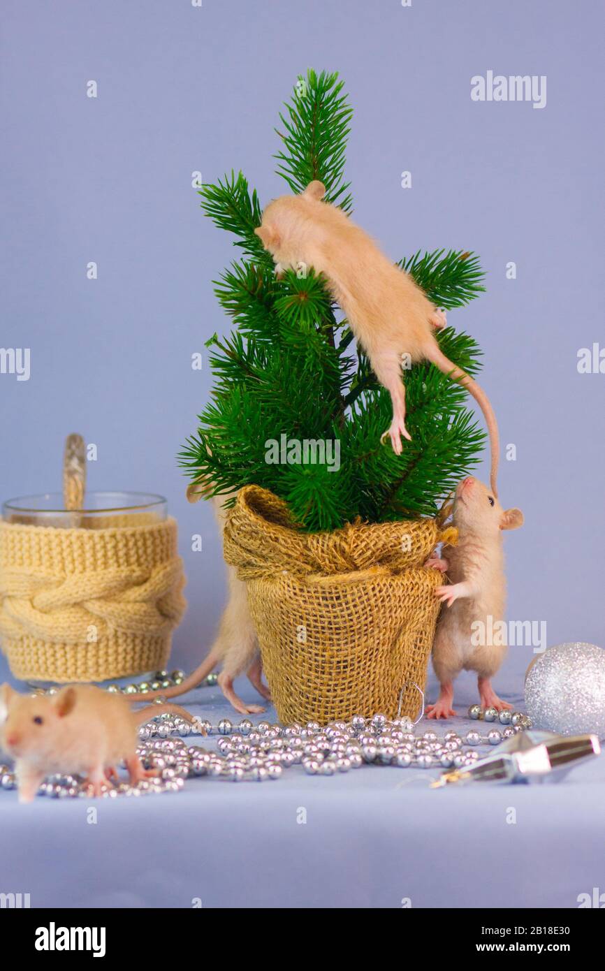 The rat is climbing the tree. symbol of 2020 Stock Photo - Alamy