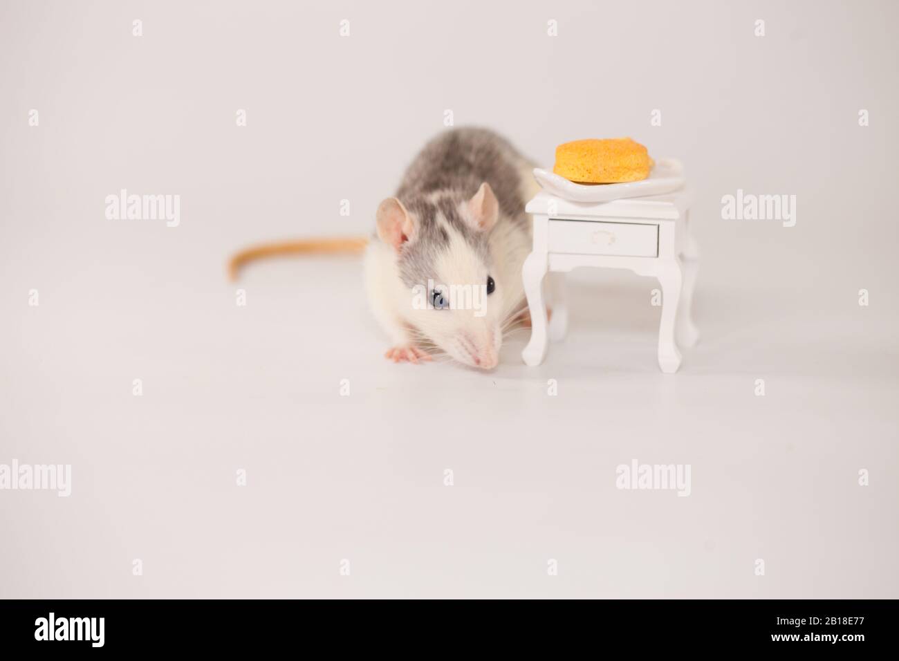 Cute rats under a doll's white bench on a white background with slices ...