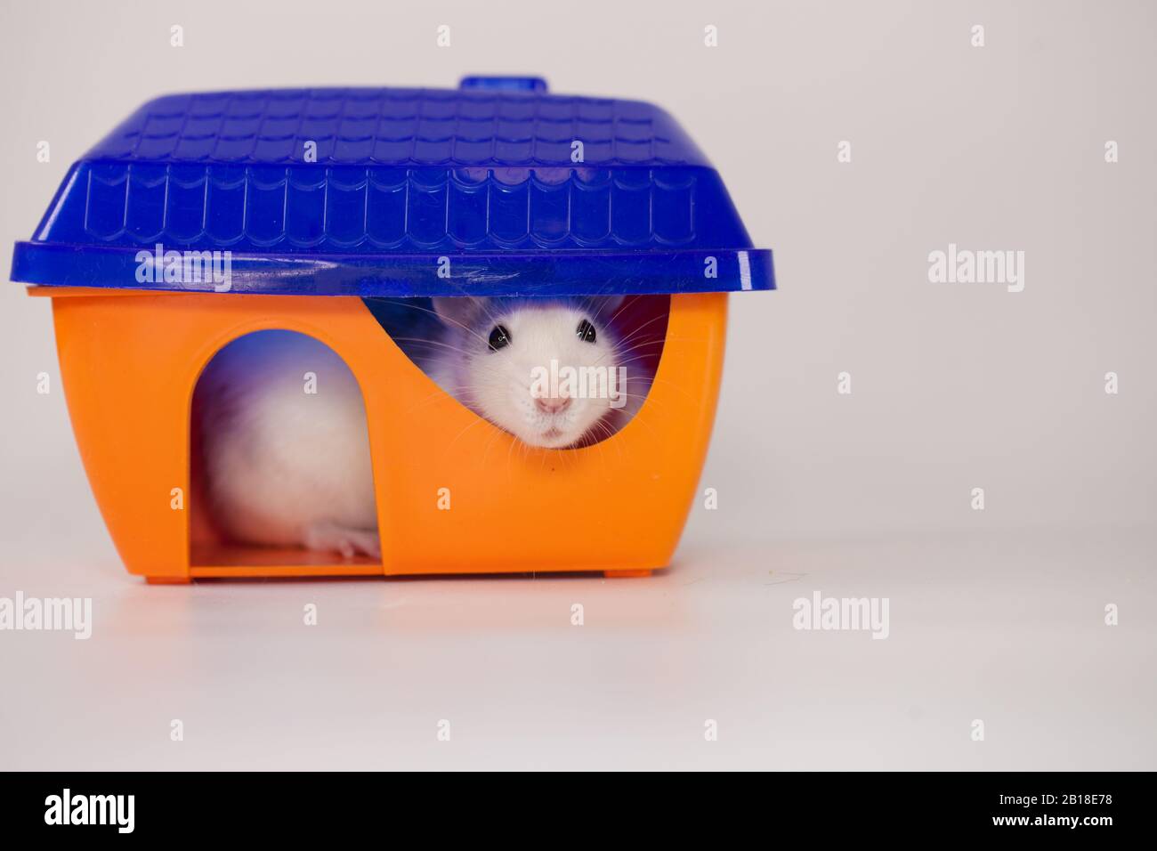 Hide and seek concept. The rat hid in an orange house with a blue roof ...
