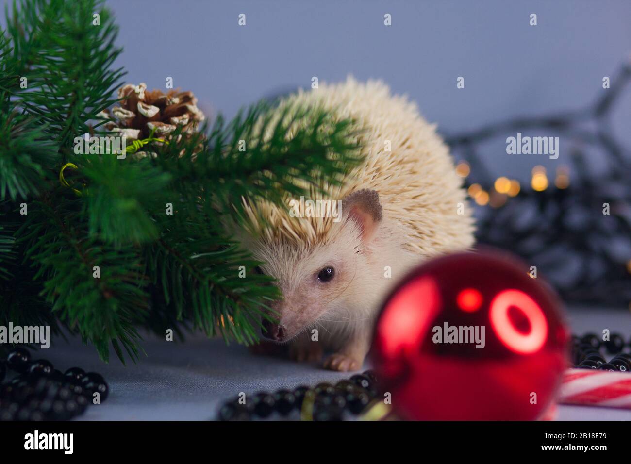 African dwarf hedgehog for the new year. Cute hedgehog Stock Photo - Alamy