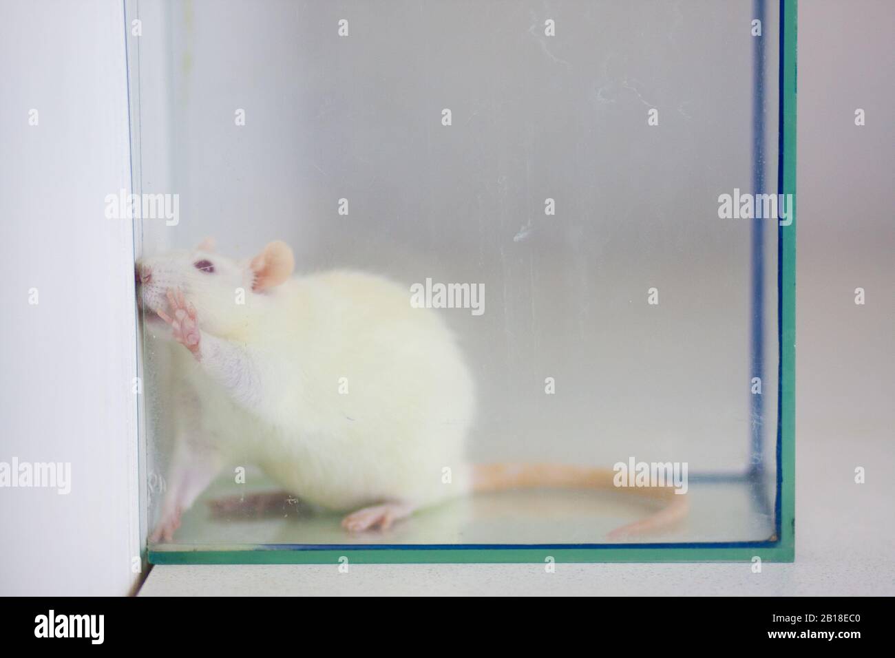 White experimental rat under glass. Laboratory rat Stock Photo - Alamy