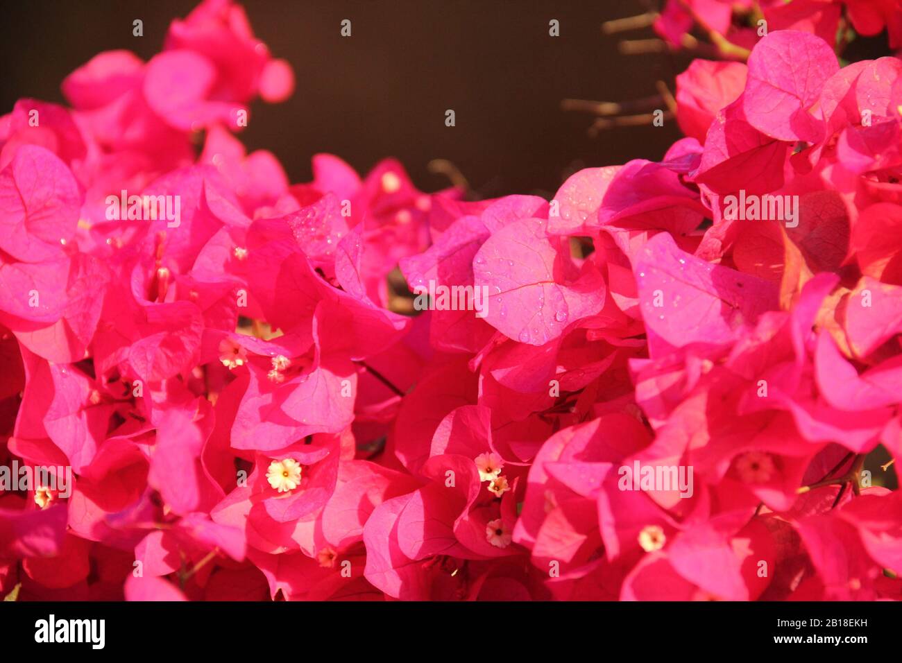 Flowers enjoying the sun shine Stock Photo - Alamy