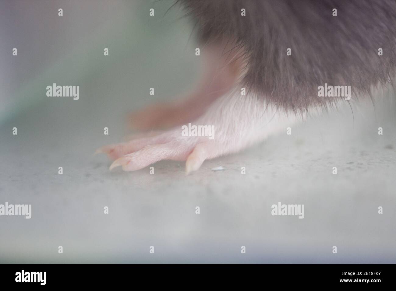 Paw rat on a light background Stock Photo - Alamy