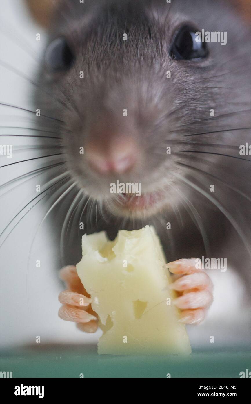 The rat is eating tasty cheese. close-up portrait Stock Photo - Alamy