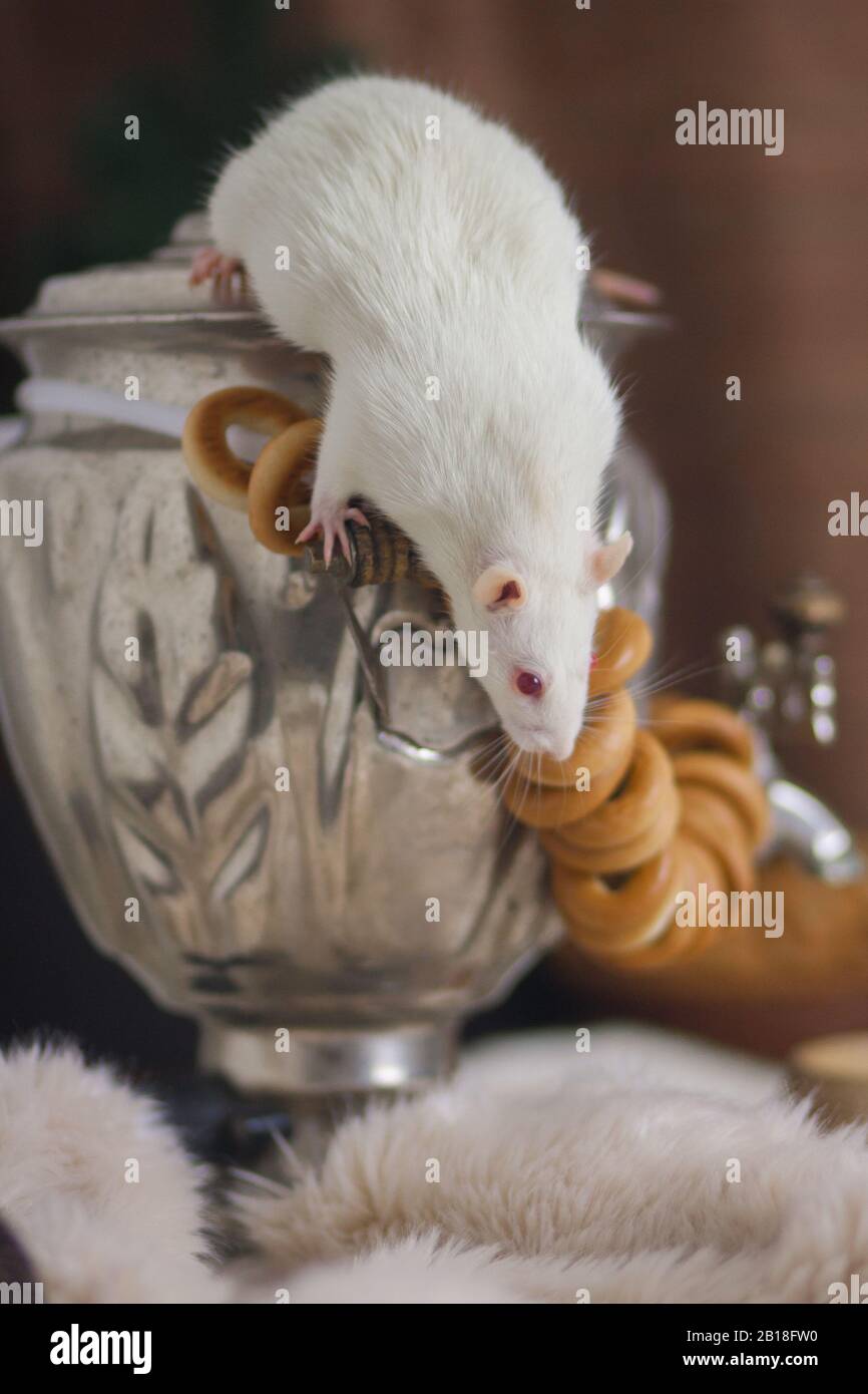 White rat on a samovar with round dried bread. Kalachi and delicious ...