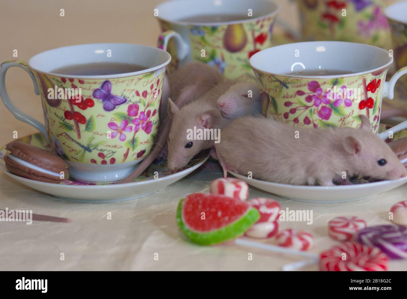 Steal sweets hi-res stock photography and images - Alamy