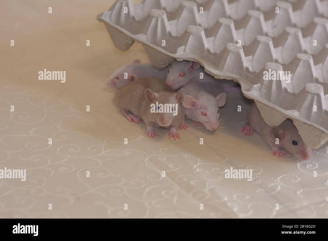 Rats and egg packaging. Cute mice Stock Photo - Alamy