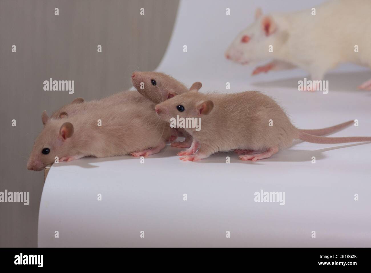 Big fluffy mouse on a white background Stock Photo - Alamy