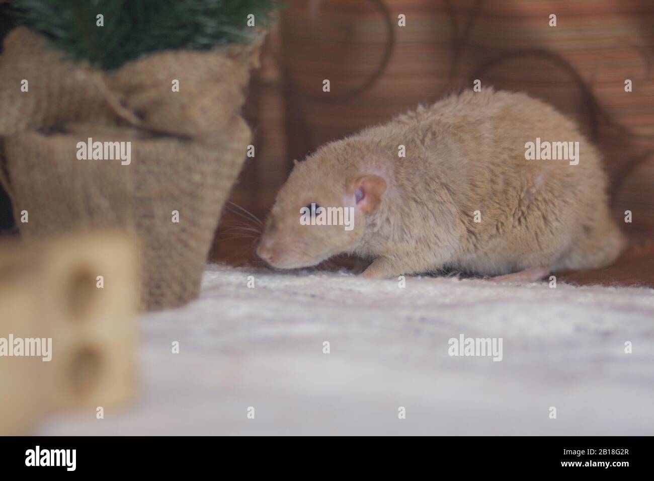 Big fluffy mouse on a white background Stock Photo - Alamy