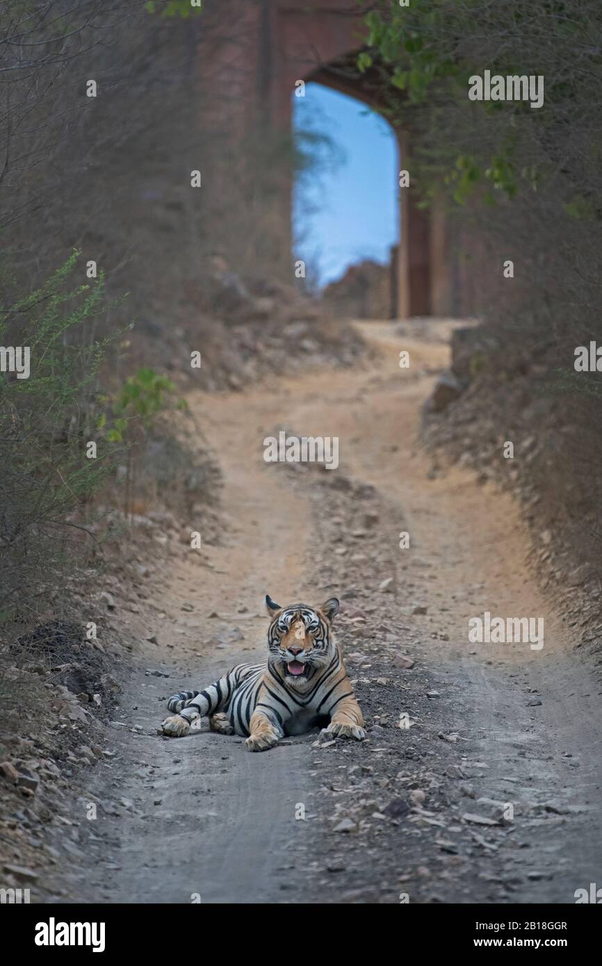 Tiger Gate Of Rajasthan High Resolution Stock Photography and Images ...