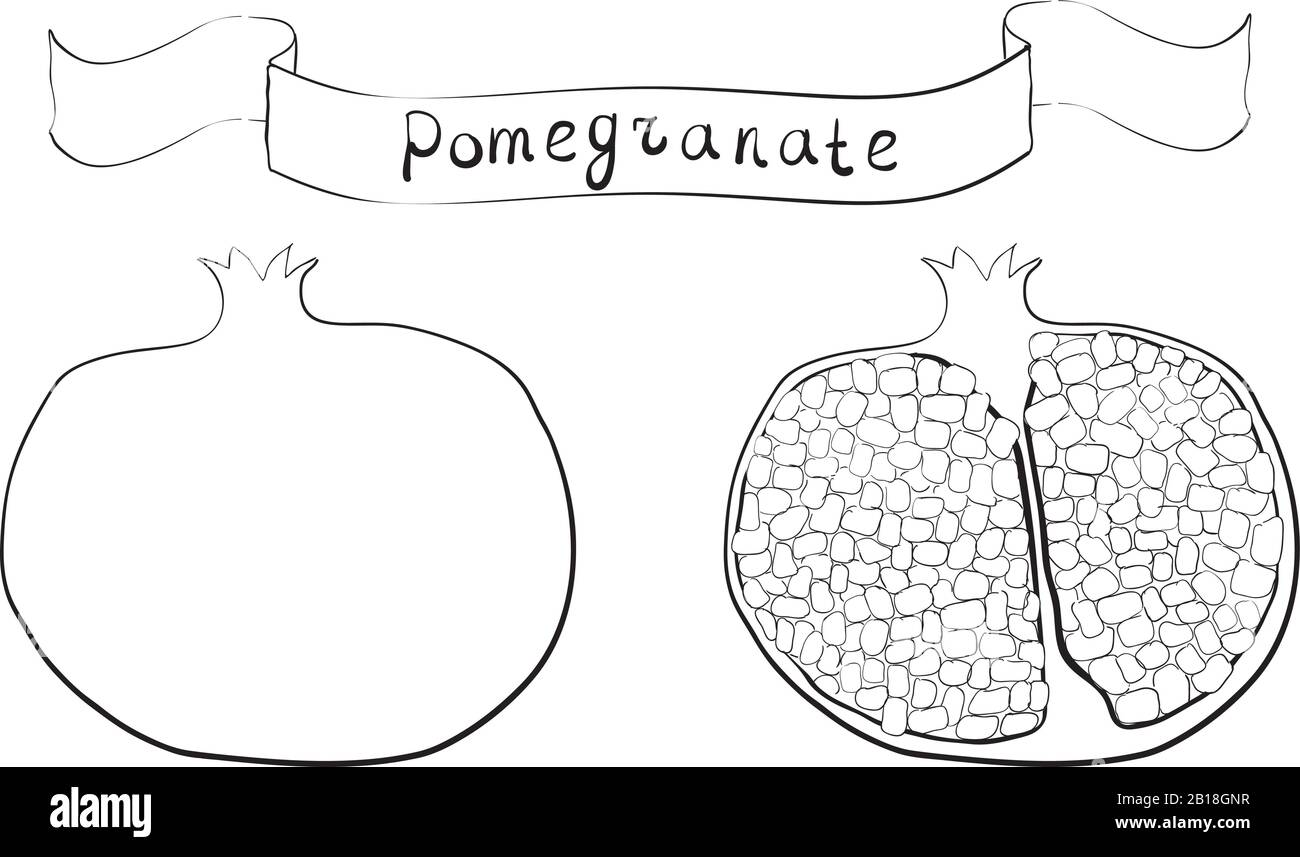 Slice of pomegranate Stock Vector Images - Alamy