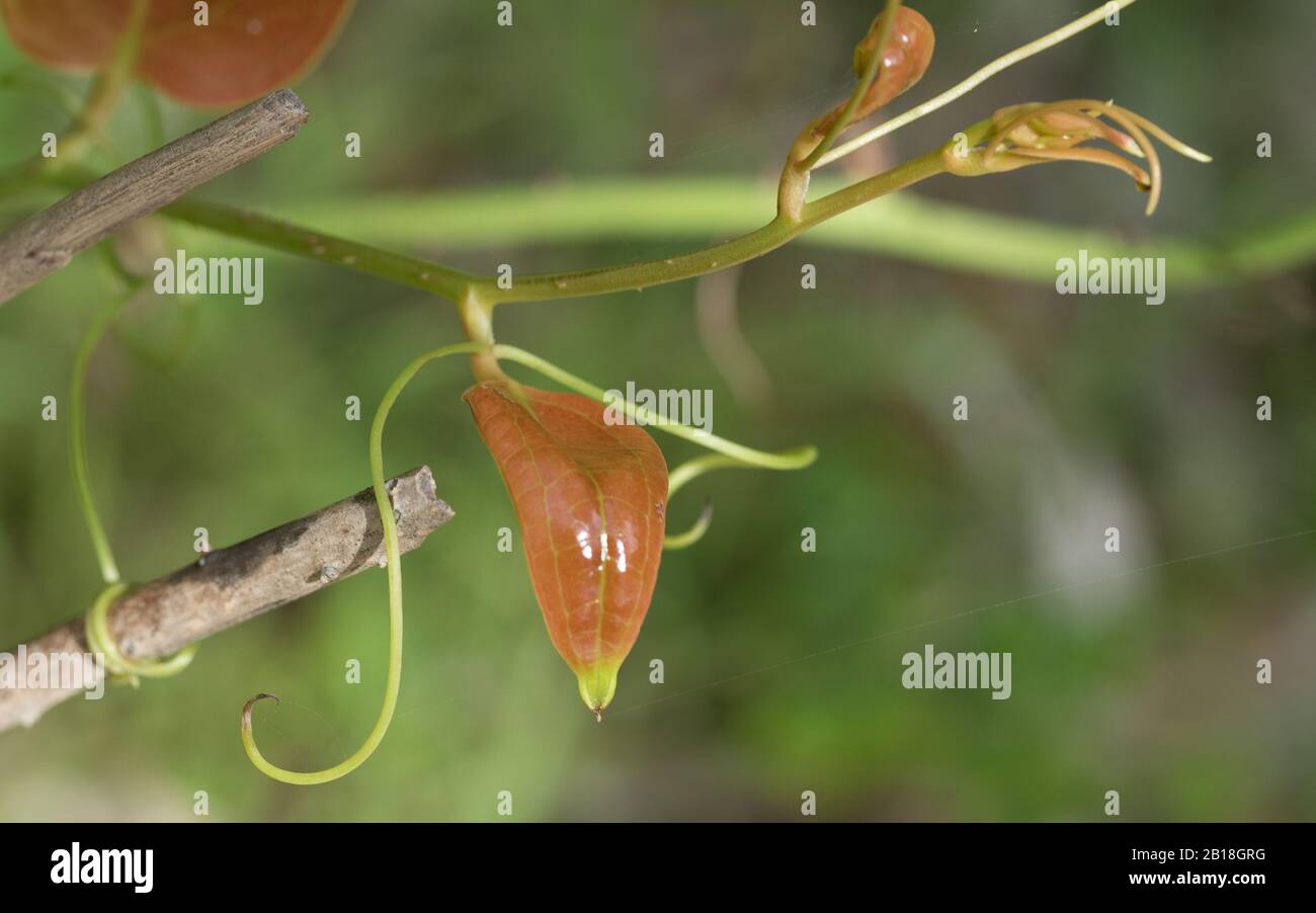 Tender shoots of new life. delicate looking red leaves and curling ...