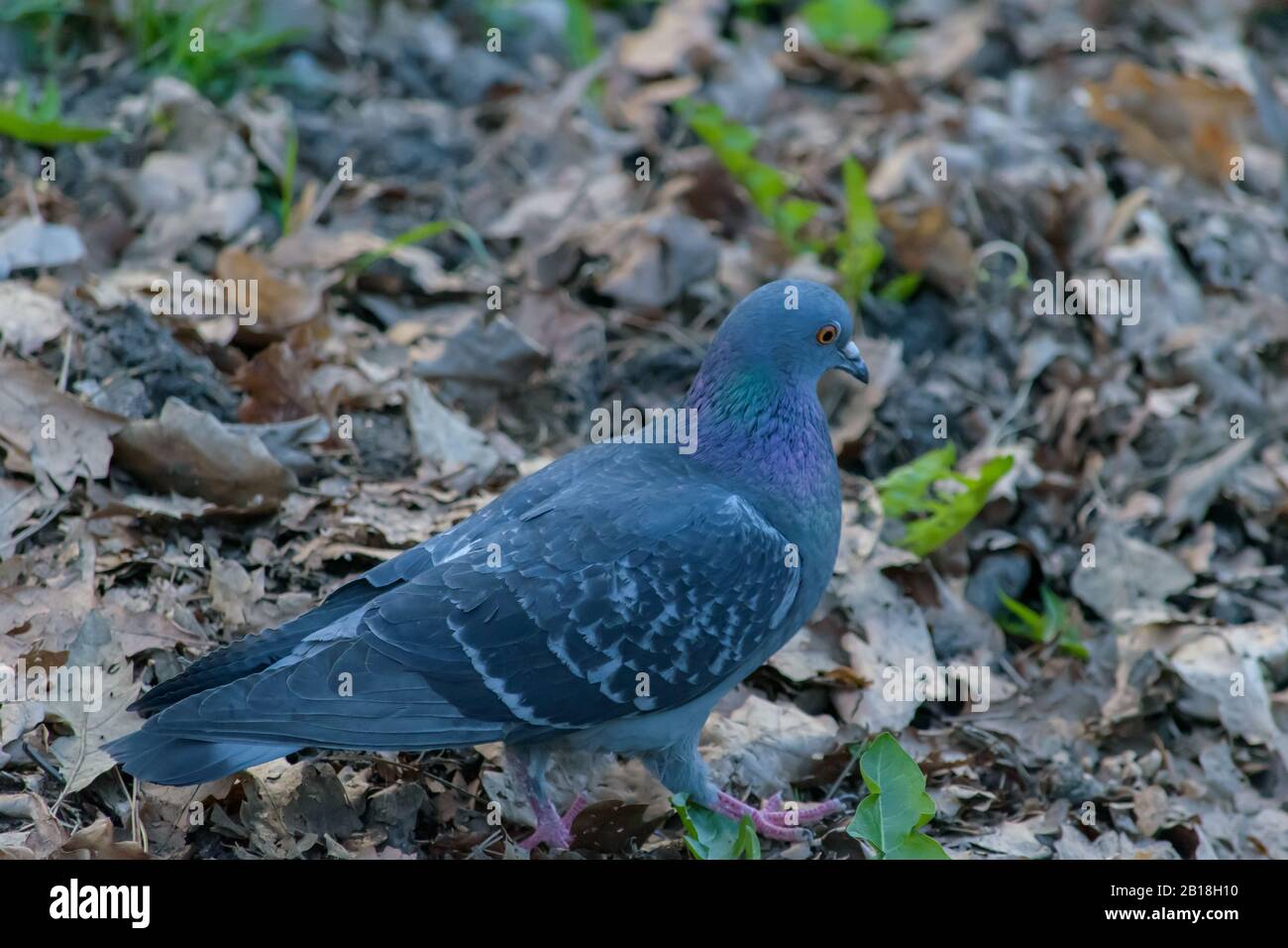 Feathers on the ground hi-res stock photography and images - Alamy