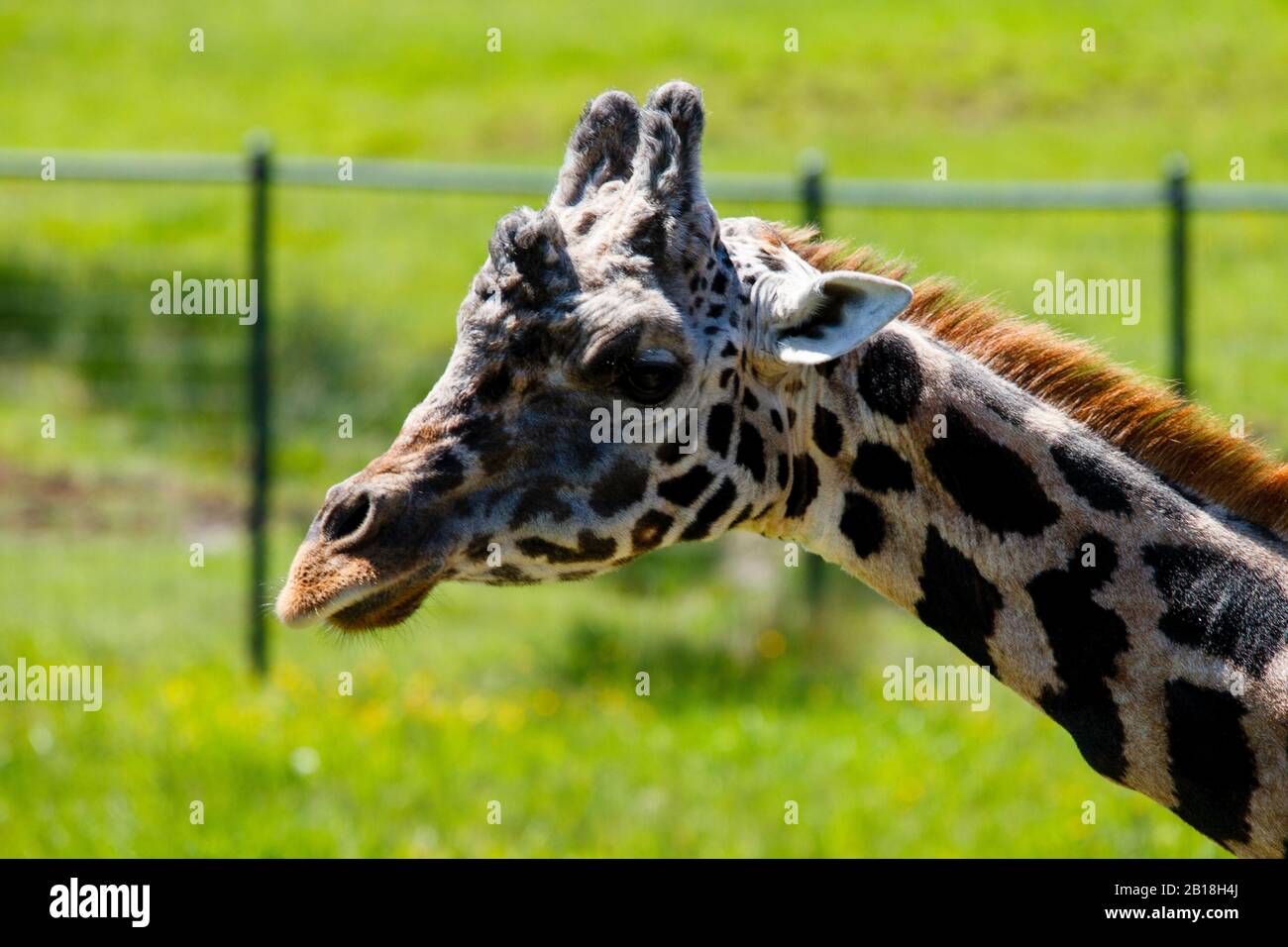 Green giraffe hi-res stock photography and images - Alamy