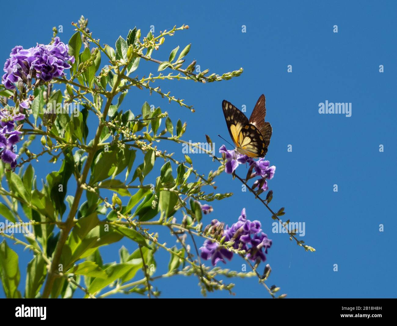 Gorgeous Caper White Butterfly on purple flowers Stock Photo - Alamy
