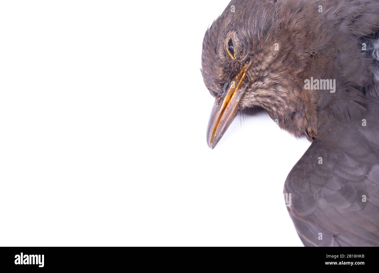 Dead blackbird isolated on a white background Stock Photo - Alamy