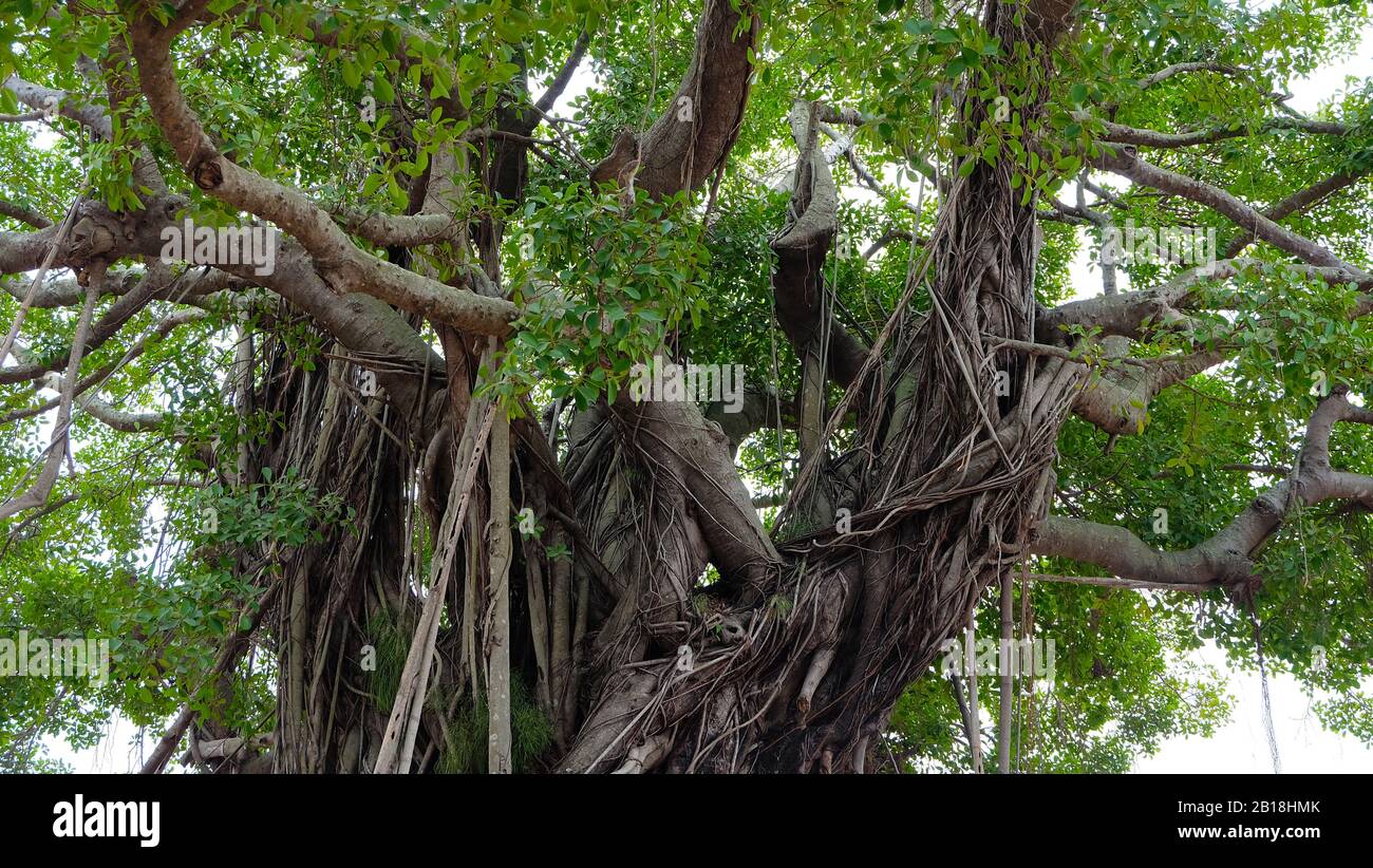 A giant tree with thick branches surrounded with creeping vines Stock ...