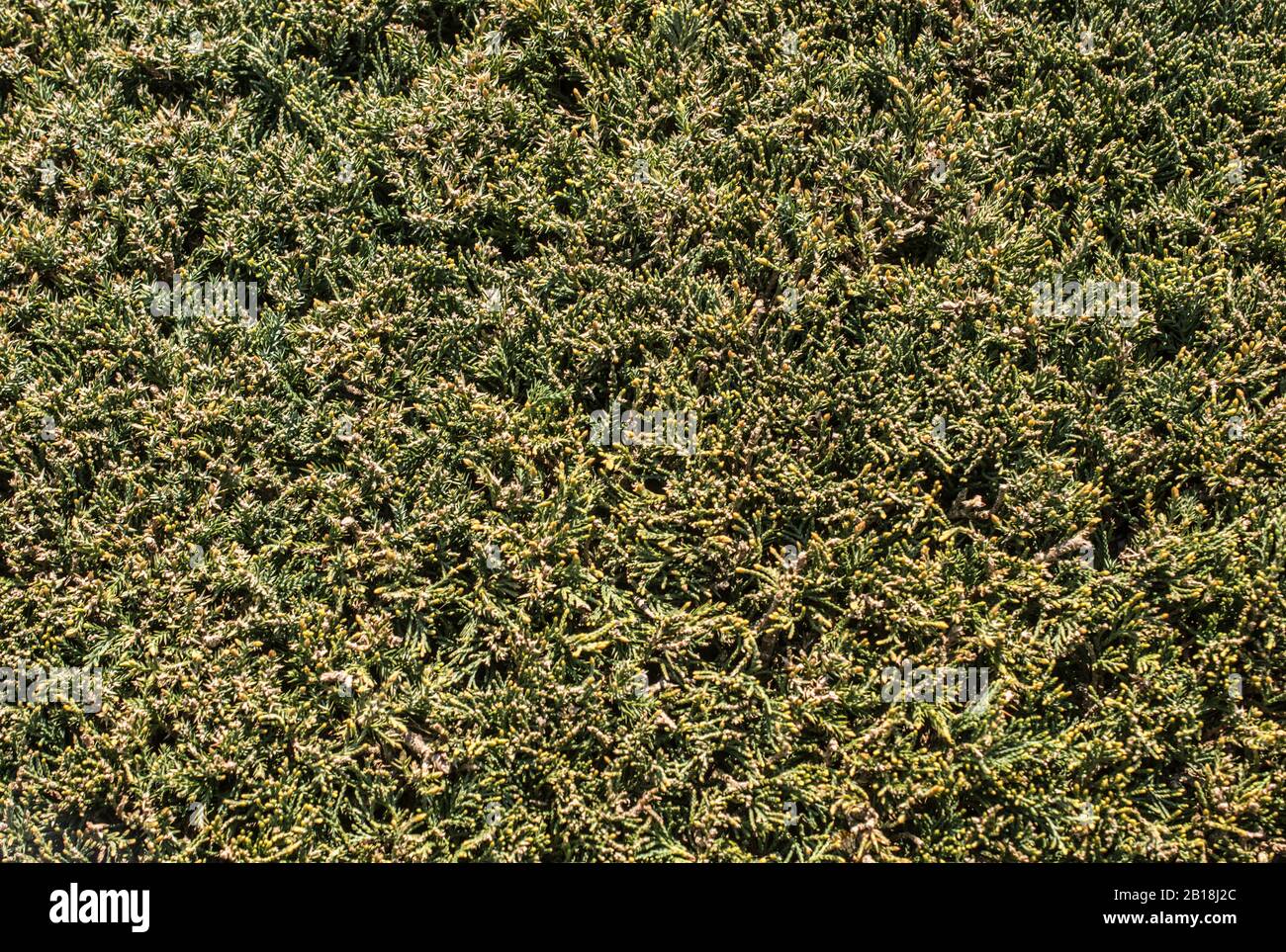 Abstract spring plant texture for natural background. Green Leaf ...