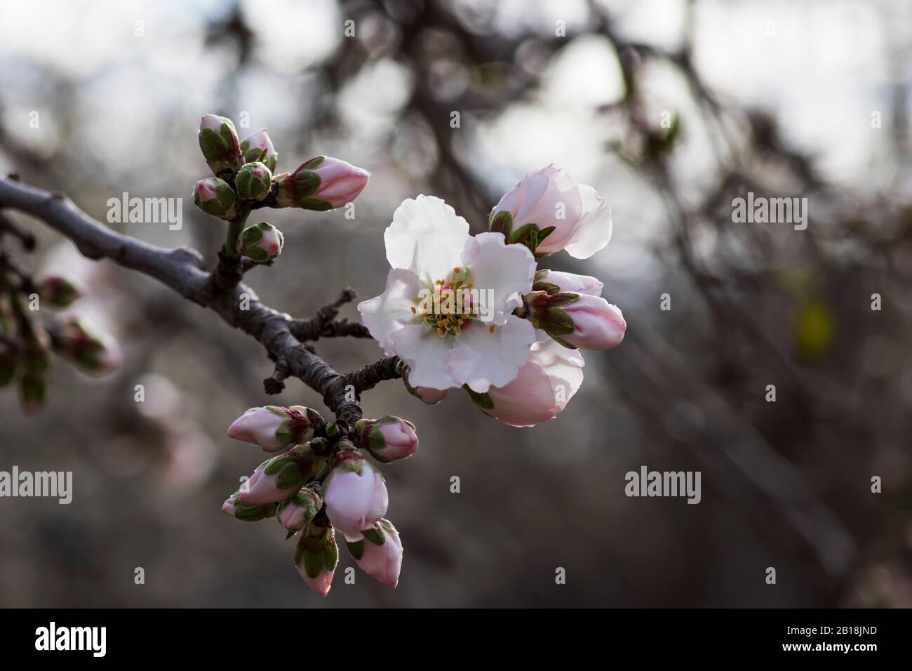 Almond buds hi-res stock photography and images - Alamy
