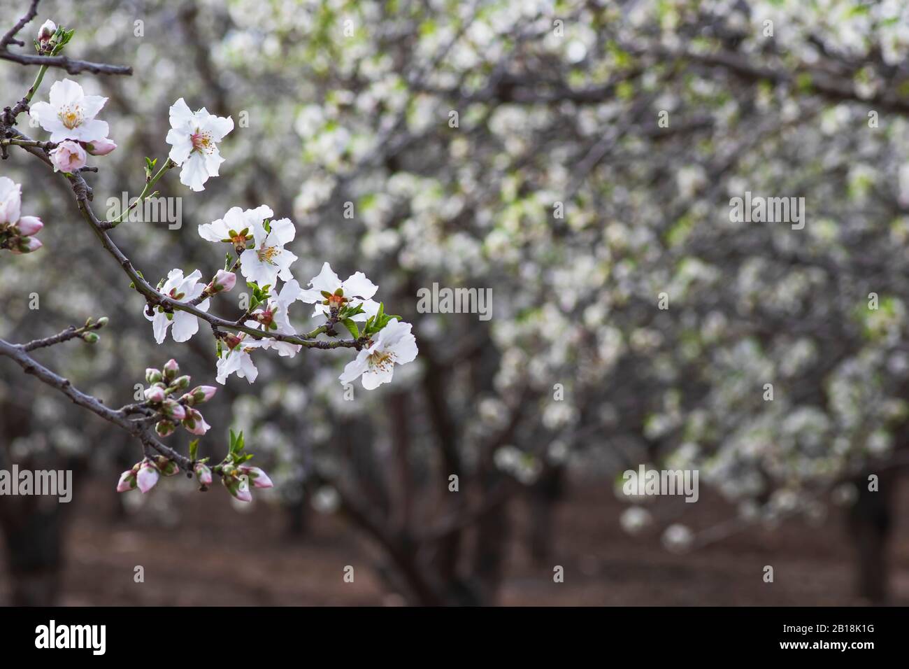 White or pink flowers hi-res stock photography and images - Alamy