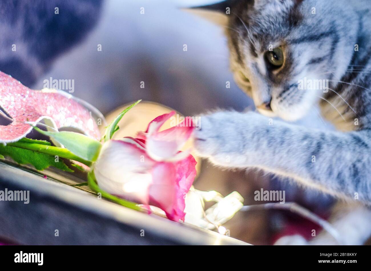 Young cat red rose hi-res stock photography and images - Alamy