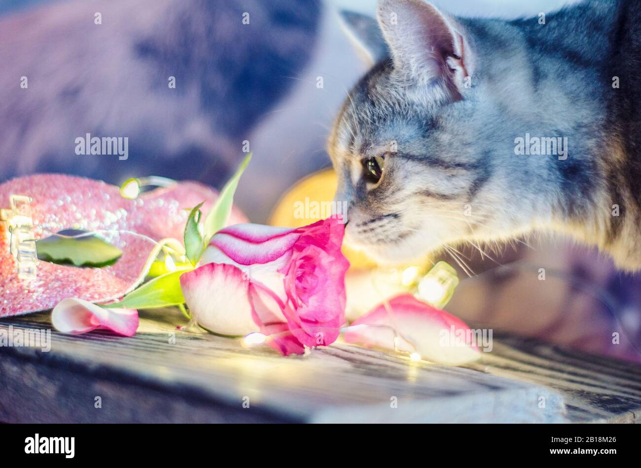 Playing cat smelling roses hi-res stock photography and images - Alamy