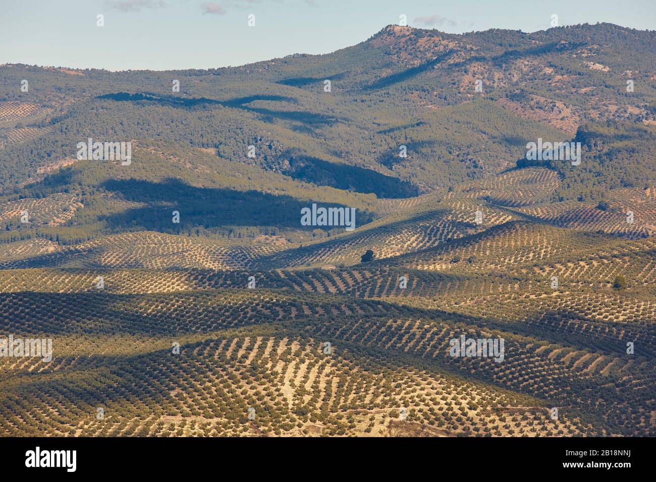 Olive tree fields in Andalusia. Spanish agricultural harvest landscape ...