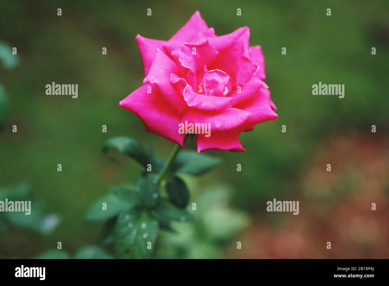 Red rose in the garden Stock Photo - Alamy