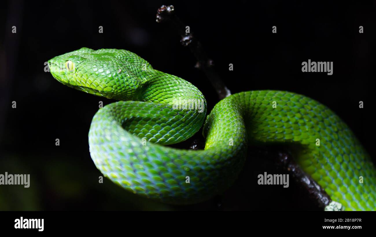 Pit Viper High Resolution Stock Photography and Images - Alamy