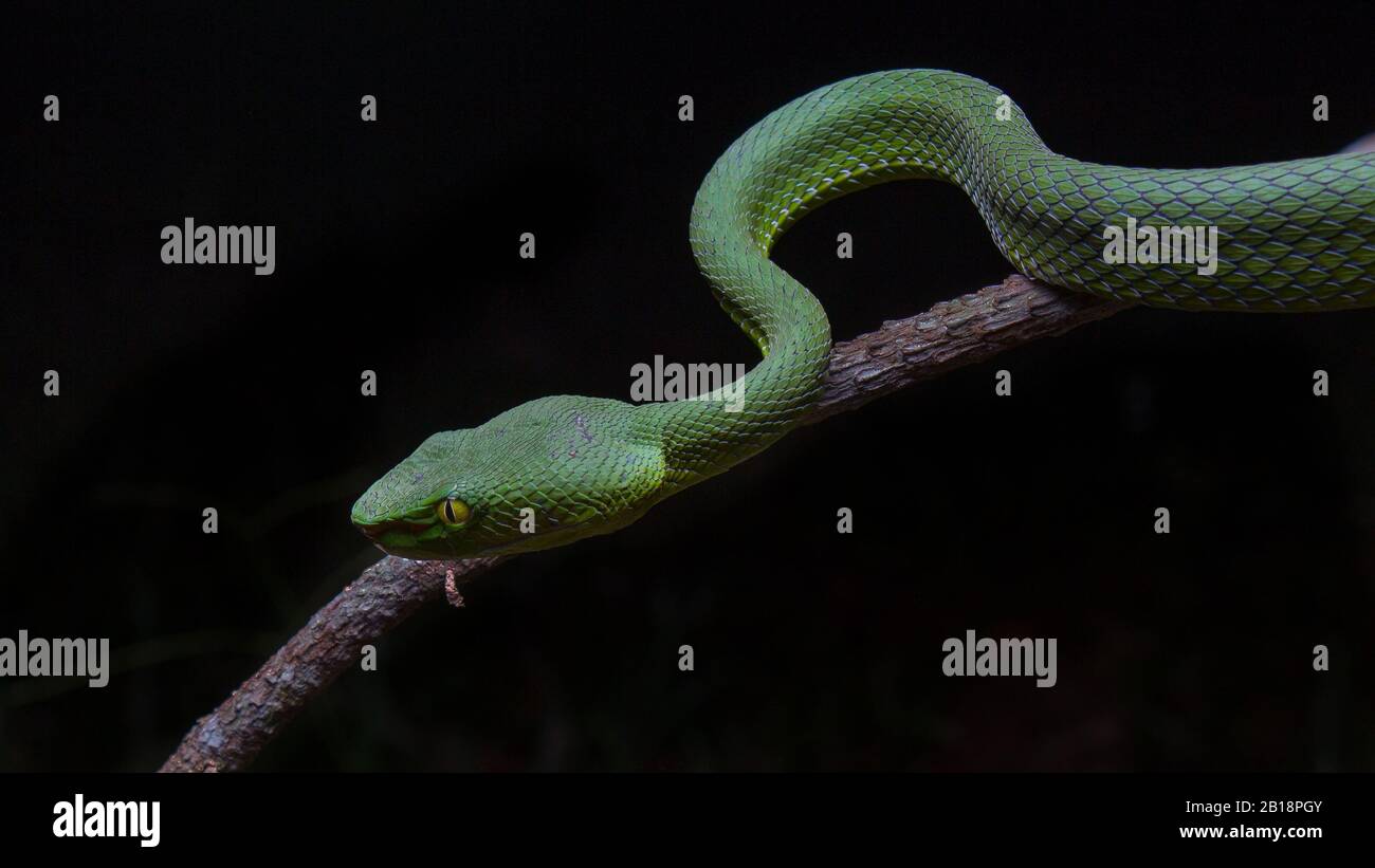 Pit Viper High Resolution Stock Photography and Images - Alamy