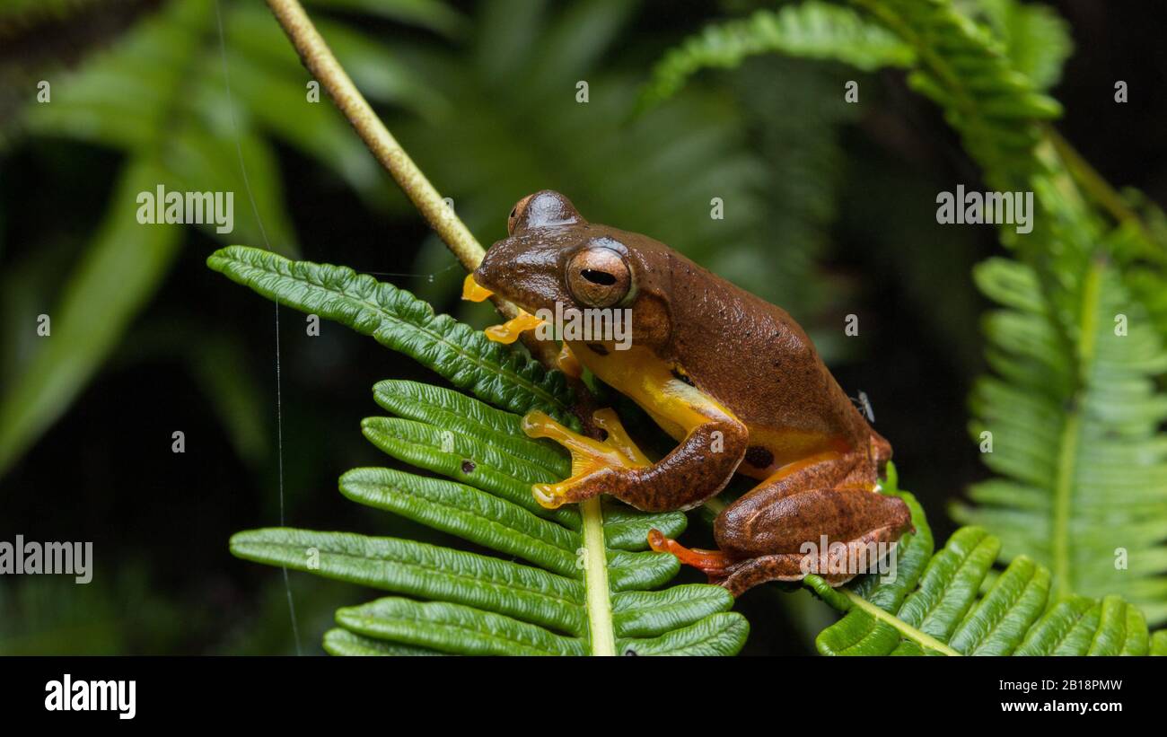 Venomous frogs hi-res stock photography and images - Alamy
