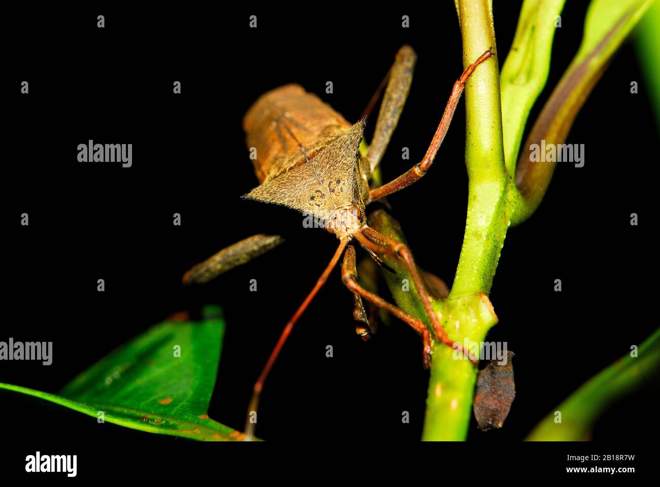 Hemiptera eye hi-res stock photography and images - Alamy