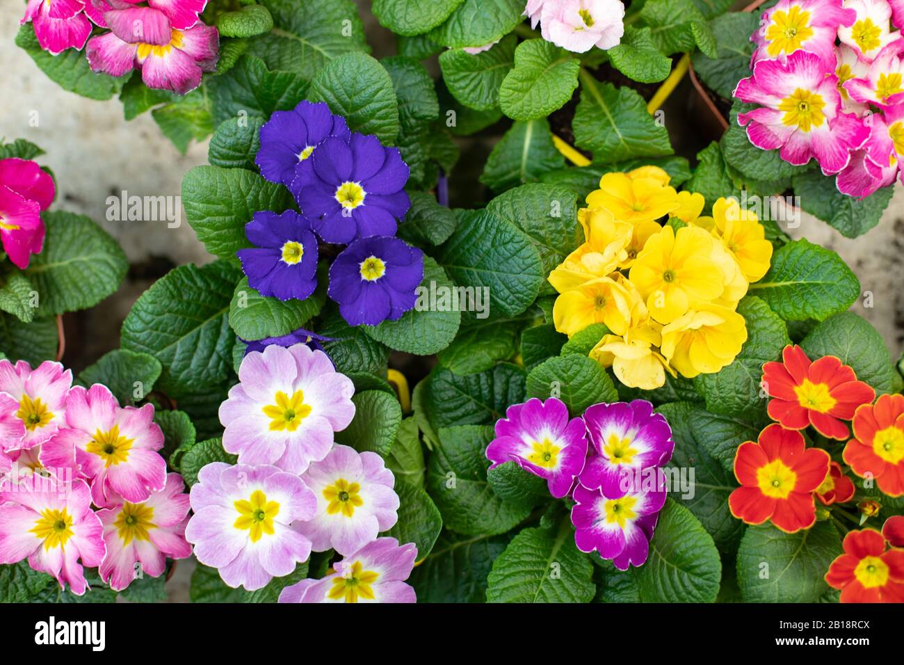 Many Primula primrose blossom top view design. Red pink blue yellow ...