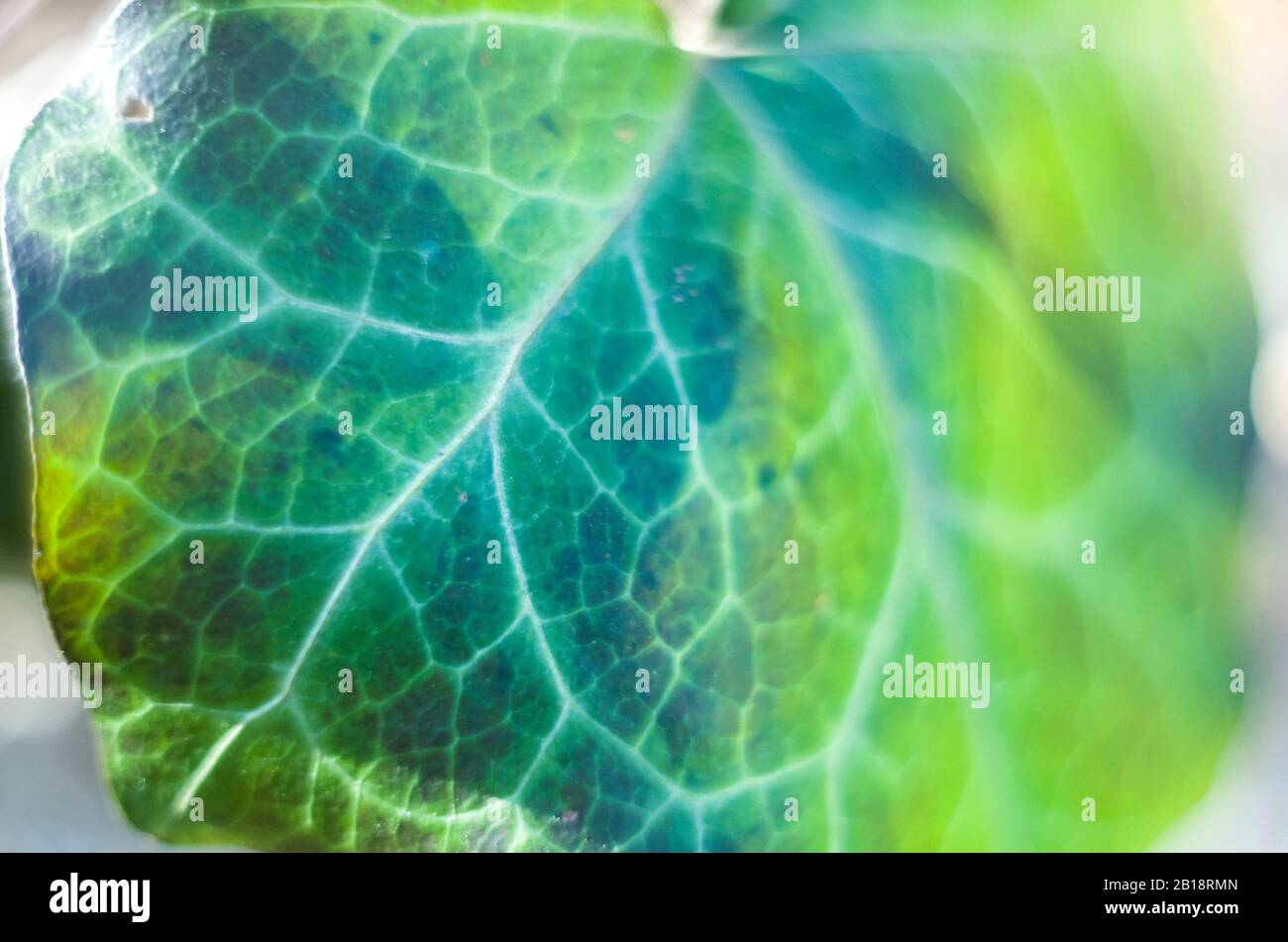 Plants in nature. Spring season. New life. Green foliage. Natural ...