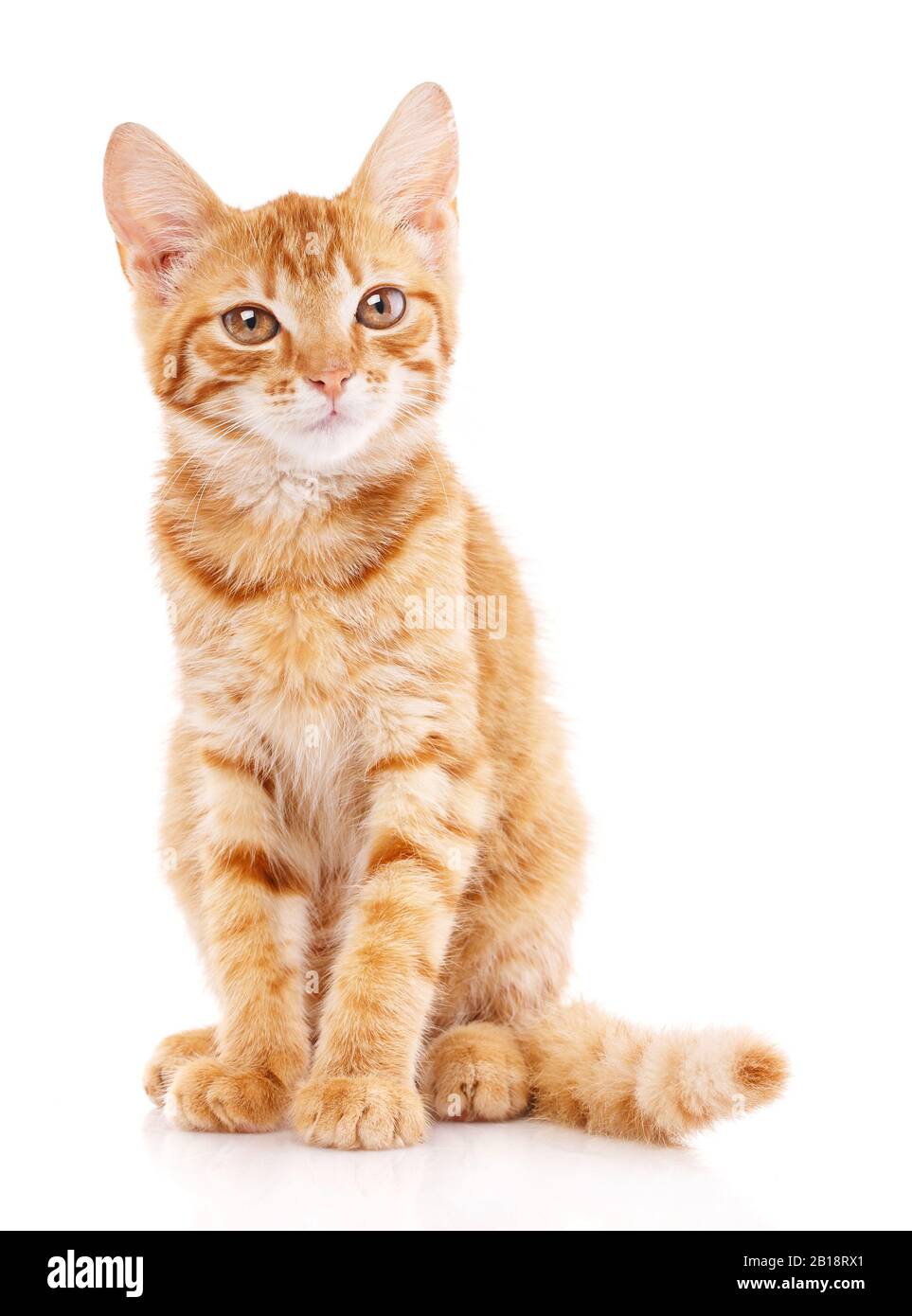 Portrait of redheaded cat. Looking into the camera Stock Photo - Alamy