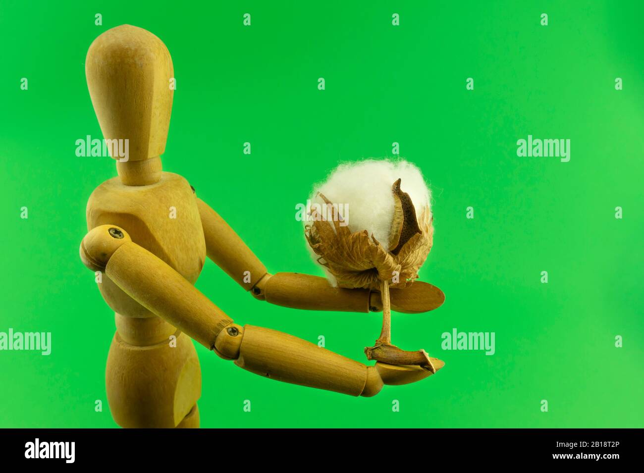 Wooden puppet or figure holding a raw cotton boll over a green ...