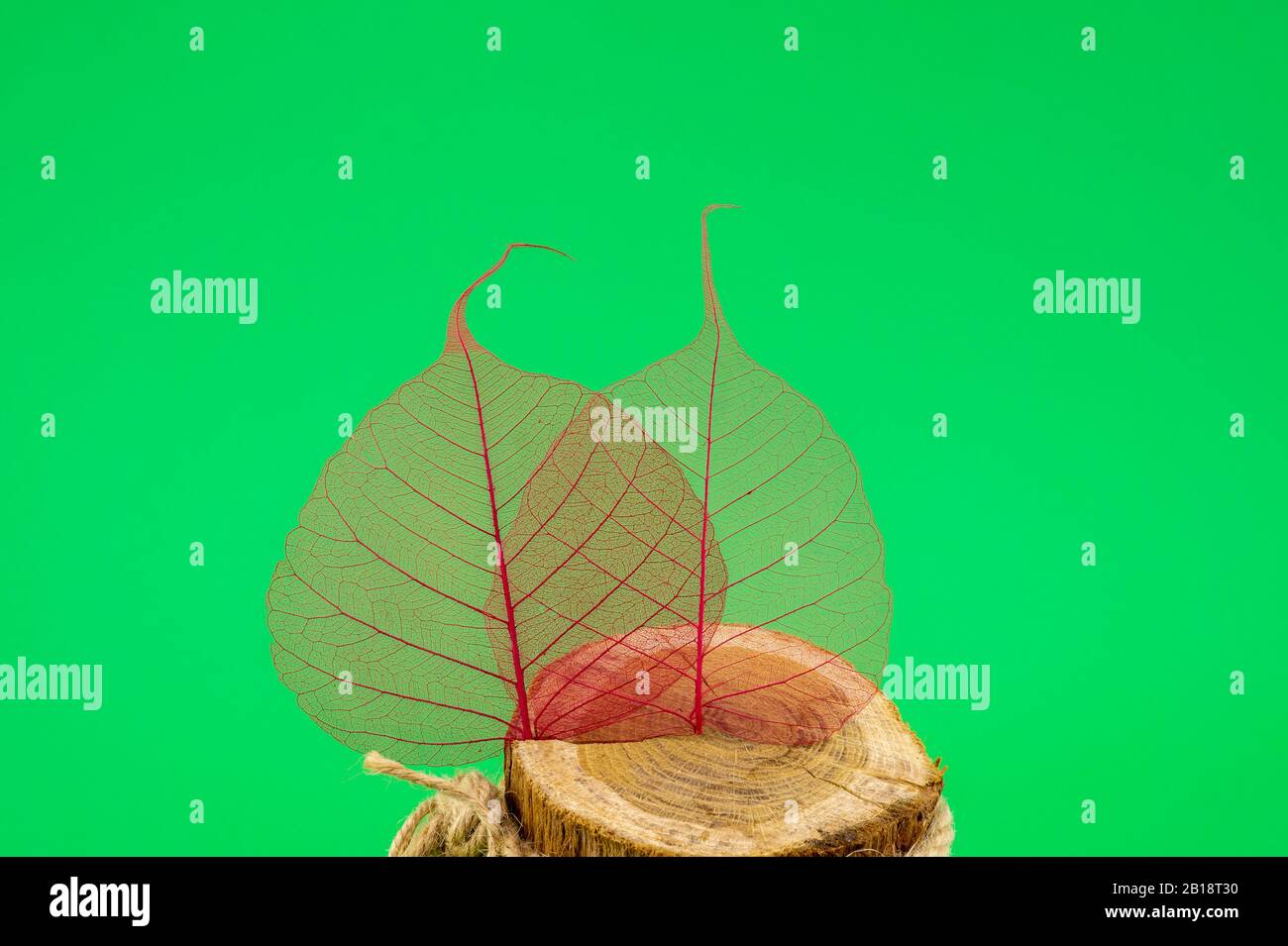 Two colorful red skeleton leaves showing the intricate pattern of the ...