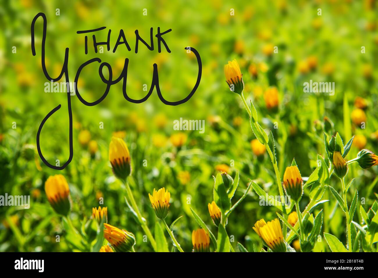 Yellow Flower Meadow, Calligraphy Thank You, Spring Season Stock Photo ...