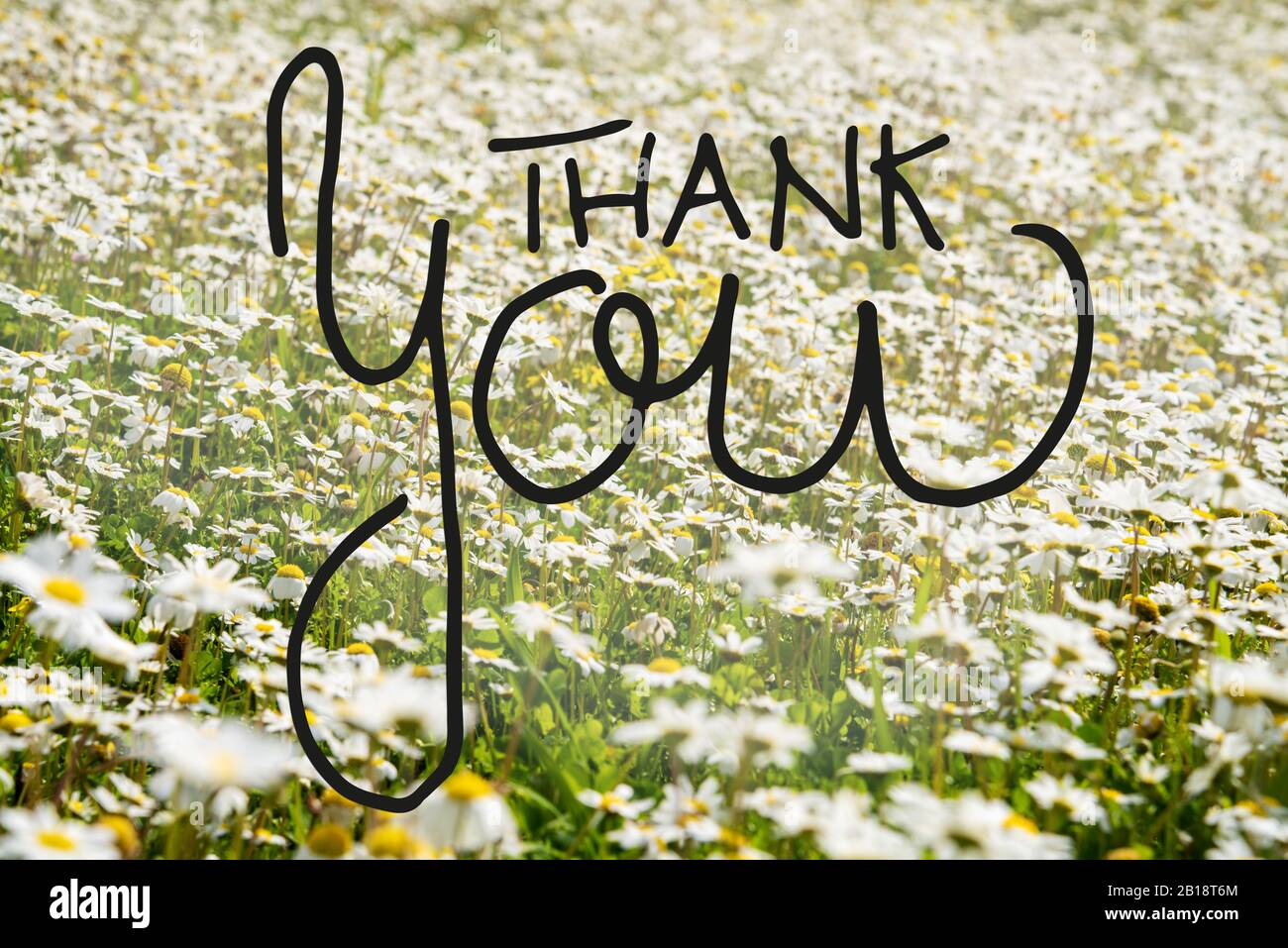 Sunny White Daisy Flower Meadow, Calligraphy Thank You Stock Photo - Alamy
