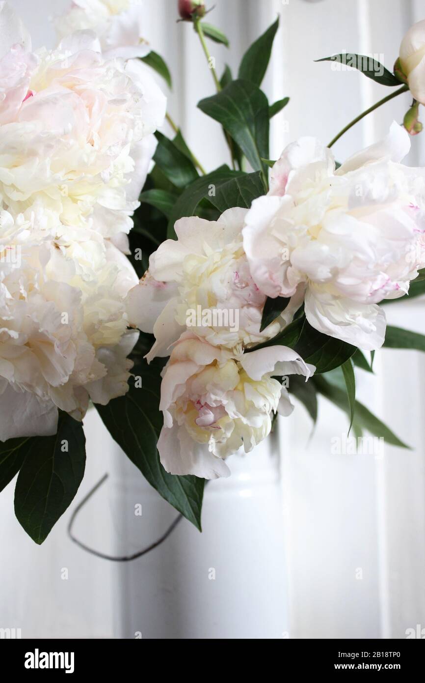 Bouquet of White and Pale Pink Peonies. Creamy Peonies in the Minimal ...