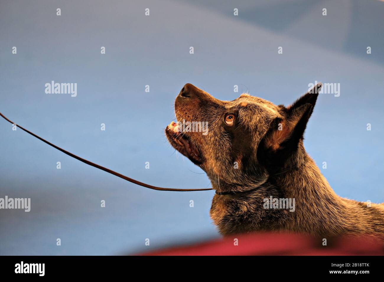 Dog command wait hi-res stock photography and images - Alamy