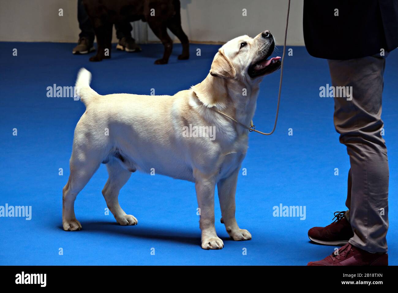 Dog command wait hi-res stock photography and images - Alamy