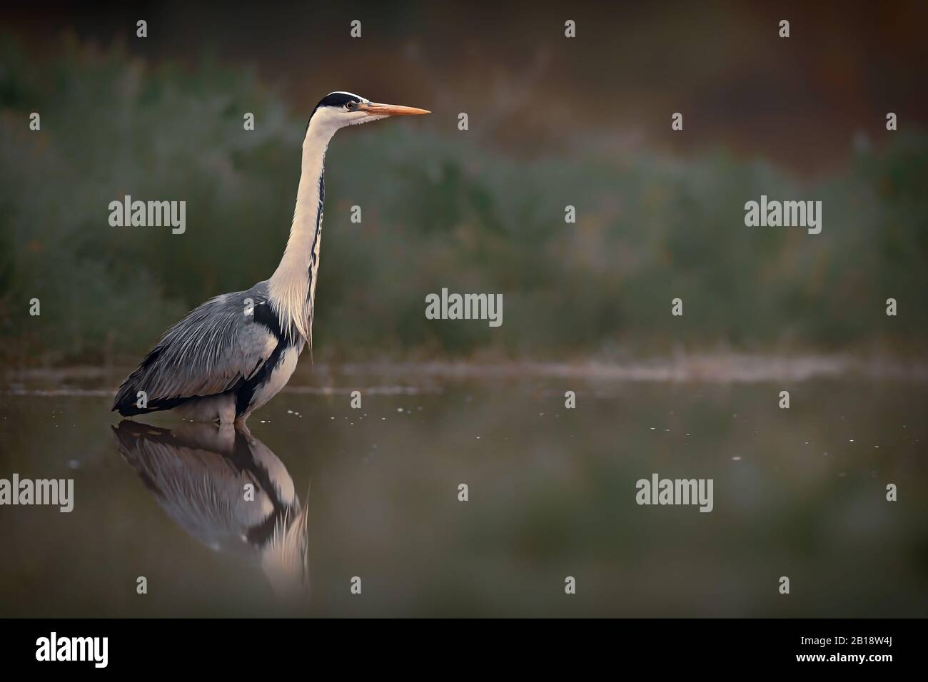 Grey Heron - Ardea cinerea, large common gray heron from lakes and ...
