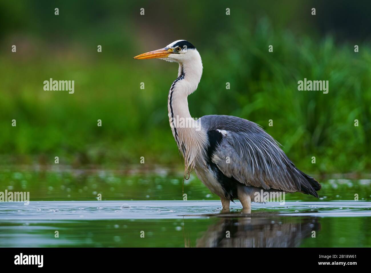 Grey Heron - Ardea cinerea, large common gray heron from lakes and ...