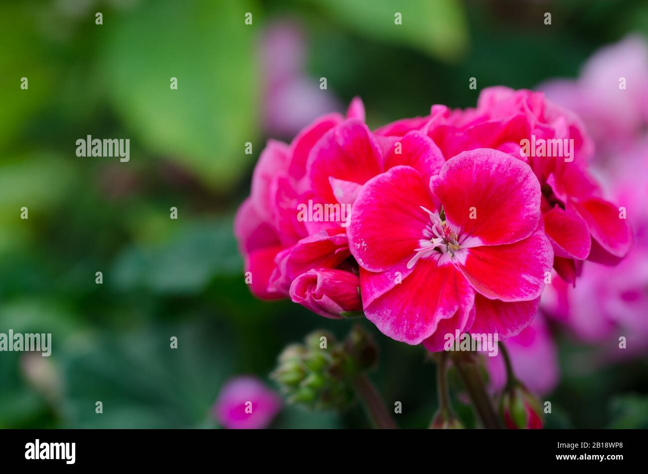 Garden Geranium Flowers close up. Pink flowers Stock Photo - Alamy