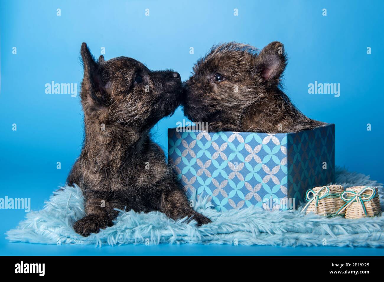 What Does It Mean When Dogs Kiss Each Other