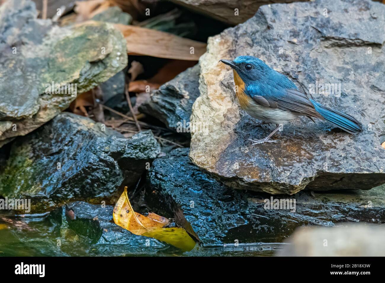 Colorful male Large Blue Flycatcher perching on a rock near a pond ...