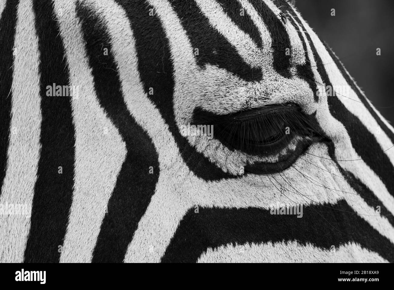 With distinctive pattern of horizontal stripes hi-res stock photography ...